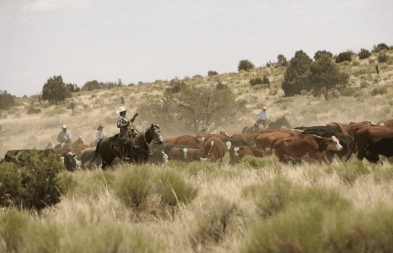 cattle ranch Archives
