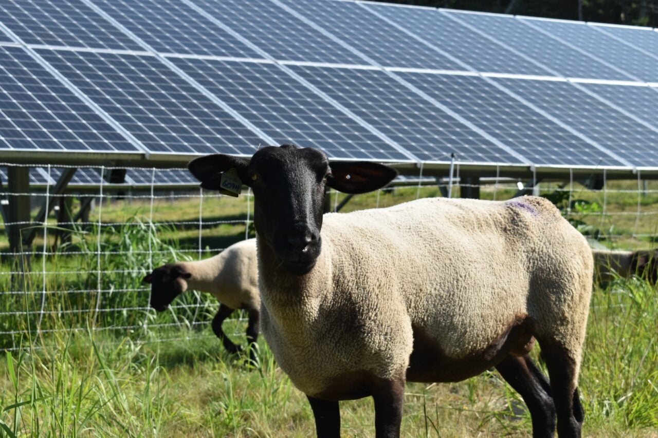 The POWER Interview: Agrivoltaics, and Connecting More Renewable Energy ...